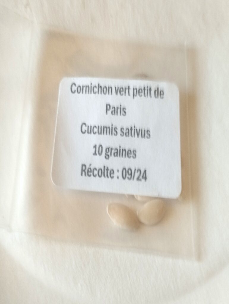 Sachet de 10 graines de cornichons vert "petit de Paris" - Récolte 2024 ...